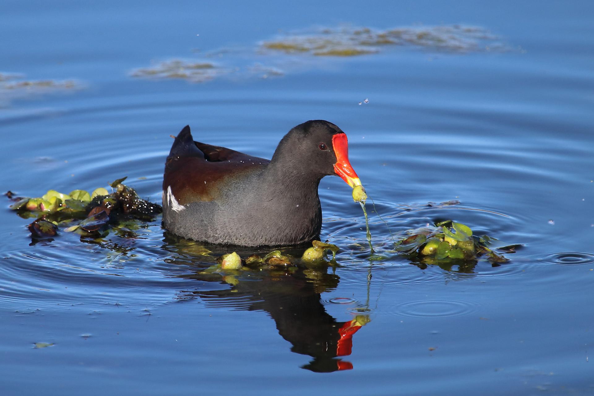 Photos of Nature Wildlife and Birds at Cullinan Park Conservancy