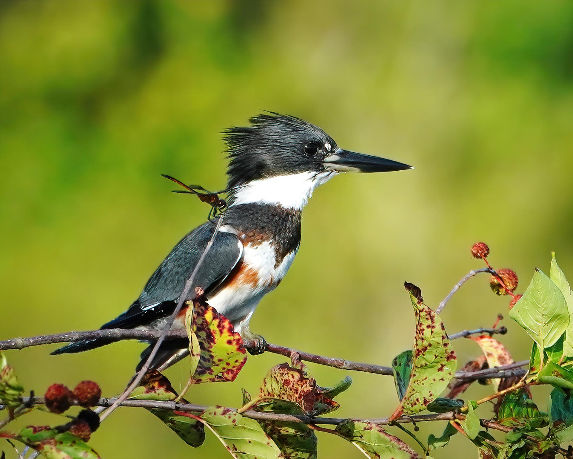 Photos of Nature Wildlife and Birds at Cullinan Park Conservancy