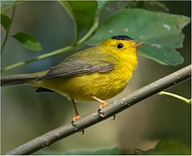 Photos of Nature Wildlife and Birds at Cullinan Park Conservancy